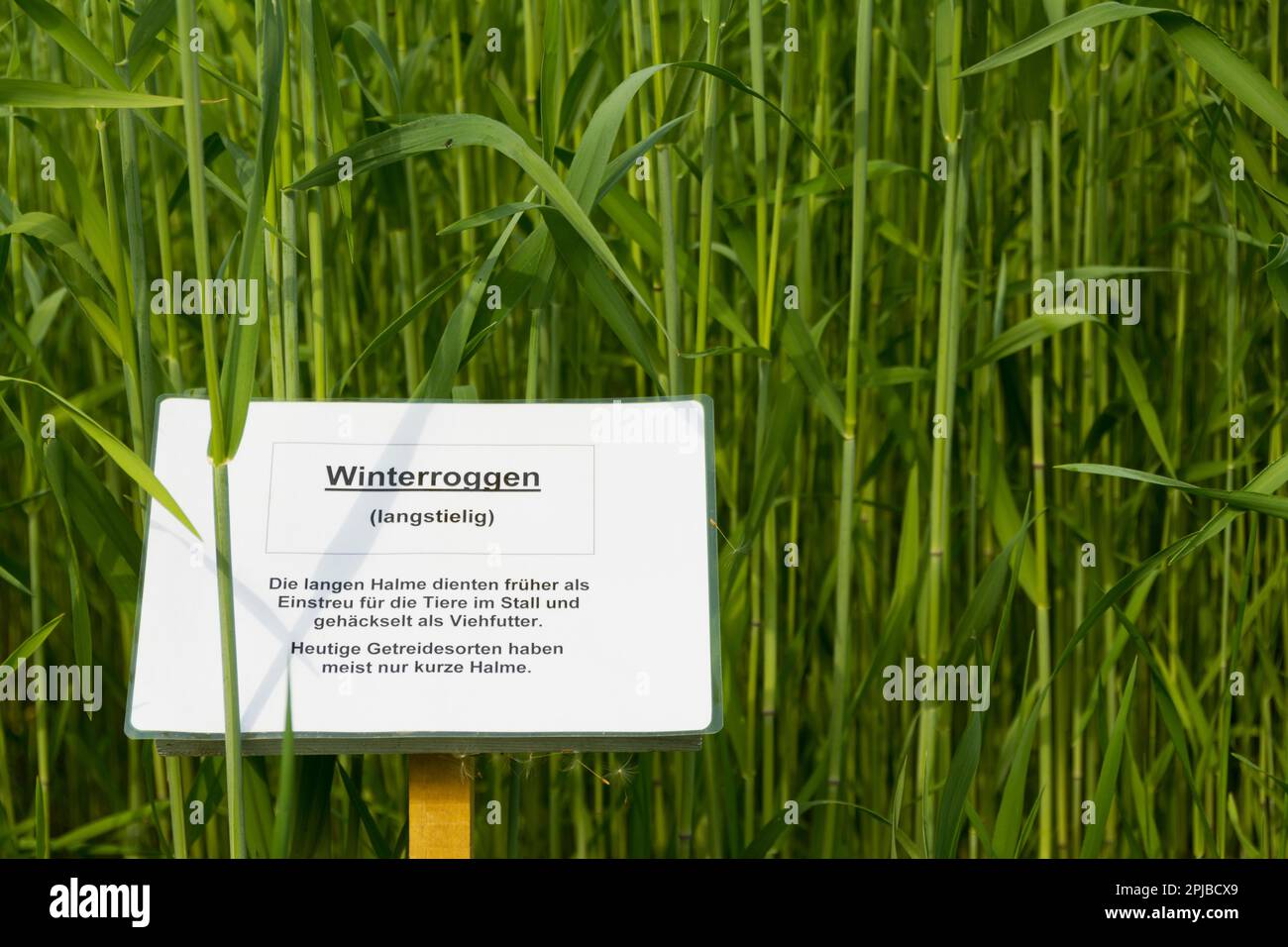 Winter rye field with information sign Stock Photo - Alamy