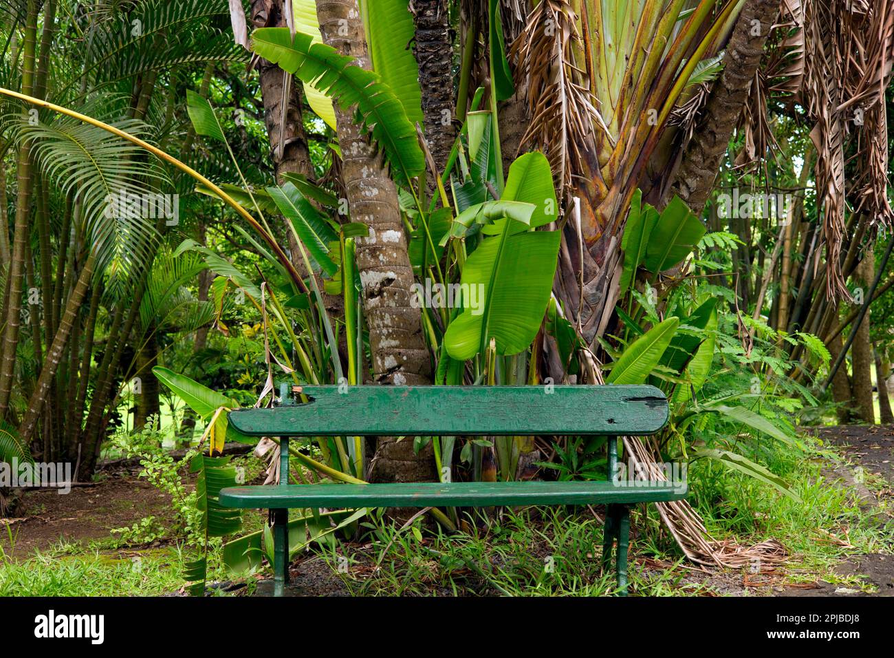 Green park bench stands in a palm and bamboo forest, Mauritius Stock ...