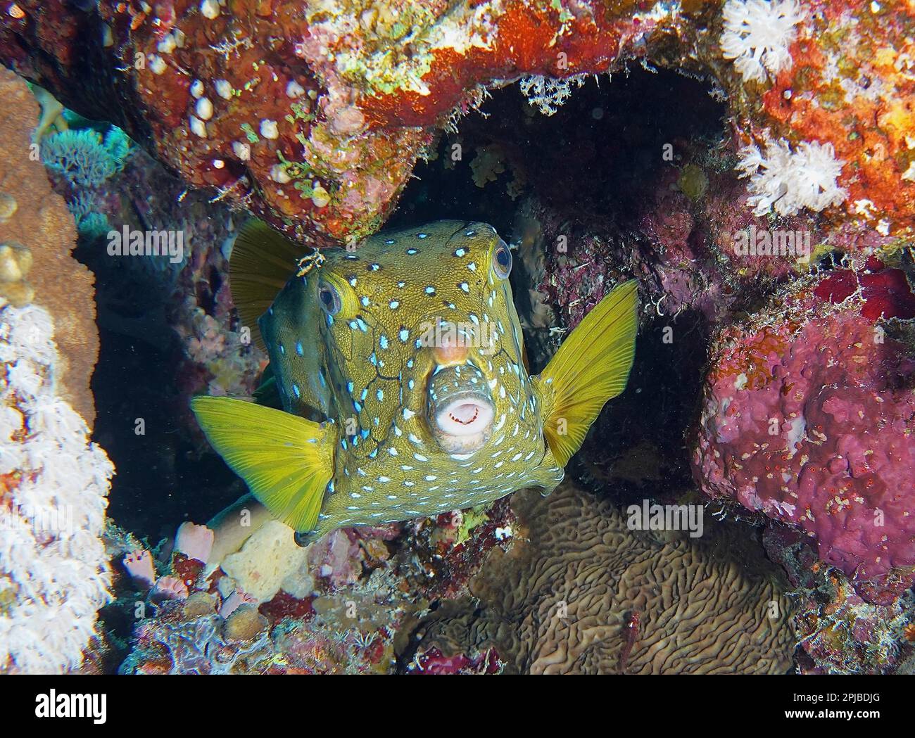 Portrait of yellow boxfish (Ostracion cubicus), female, Ras Mohammed ...