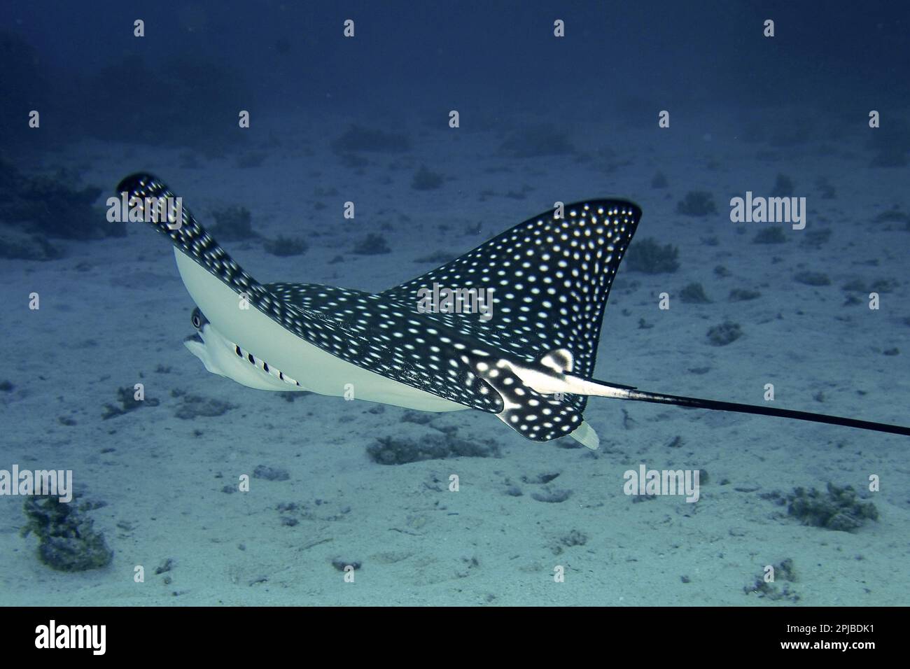 Spotted eagle ray (Aetobatus narinari), House reef dive site, Mangrove ...