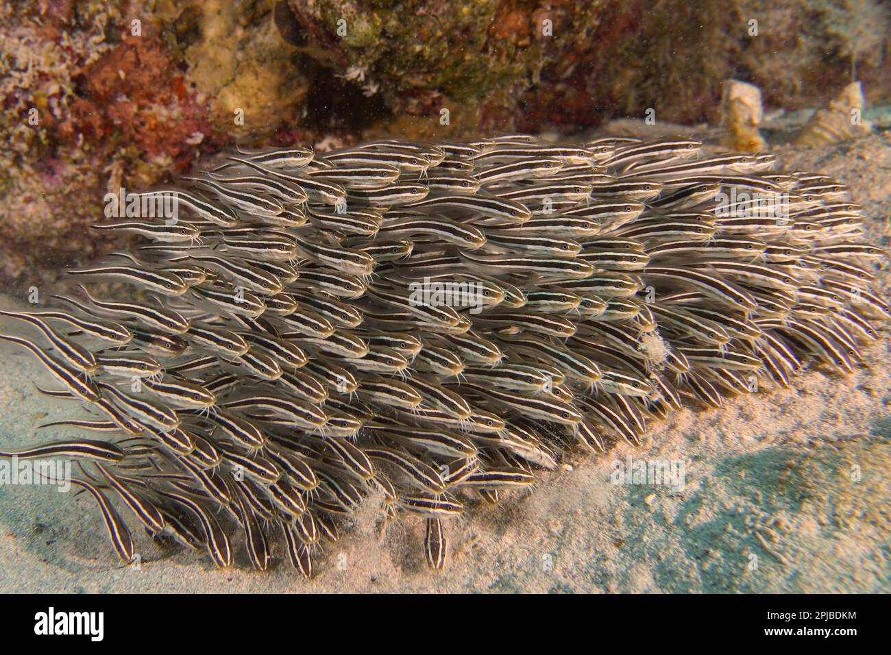 School, Group of striped eel catfish (Plotosus lineatus), juvenile ...