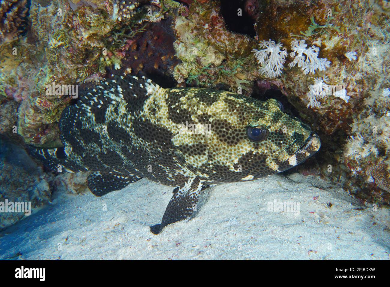 Camouflaged grouper (Epinephelus polyphekadion), Jackson Reef dive site ...