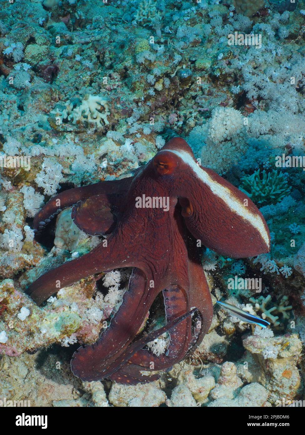 Great Blue Octopus (Octopus cyaneus), Dive Site House Reef Mangrove Bay ...