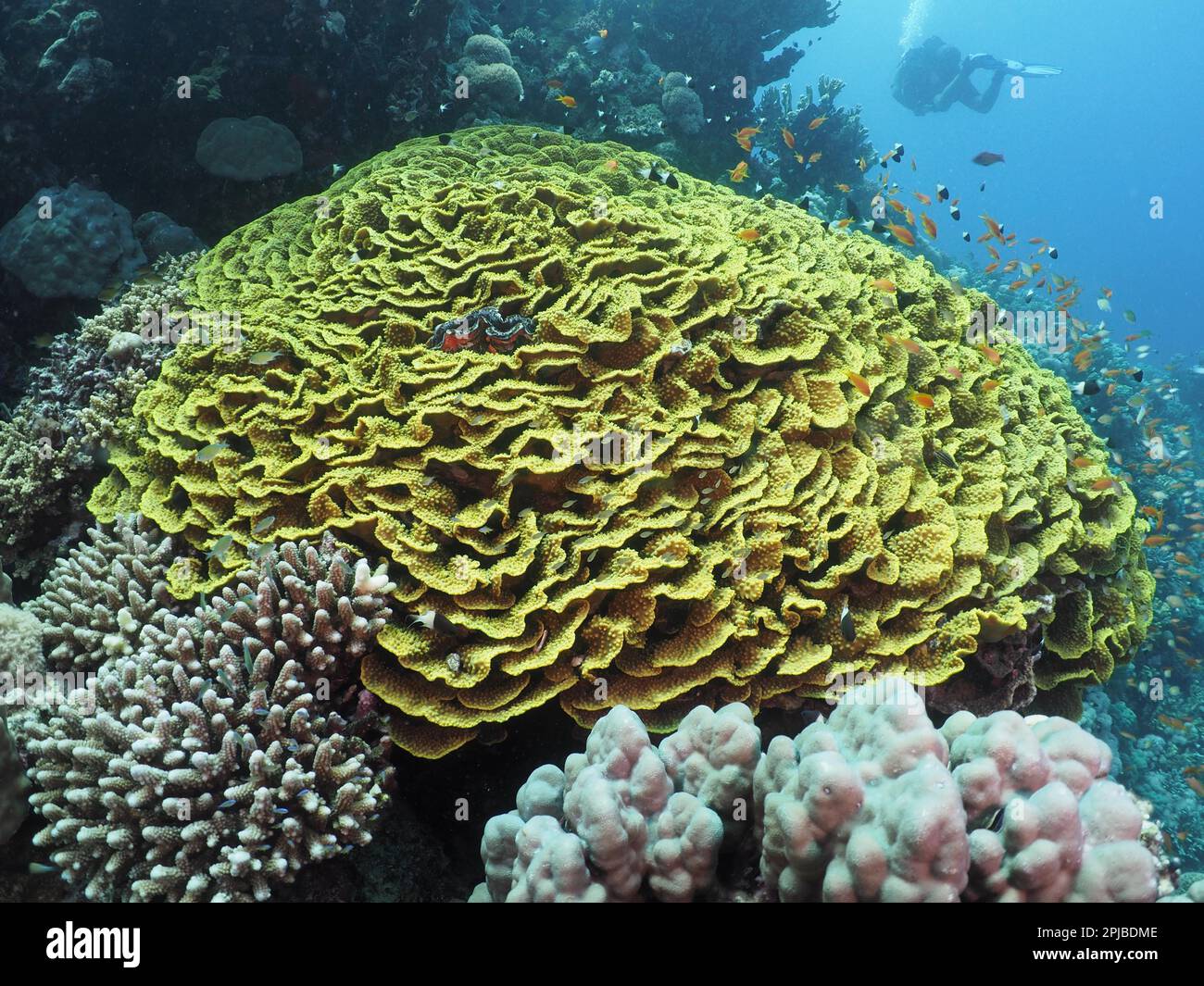 Yellow scroll coral (Turbinaria reniformis), Elphinstone Reef dive site ...