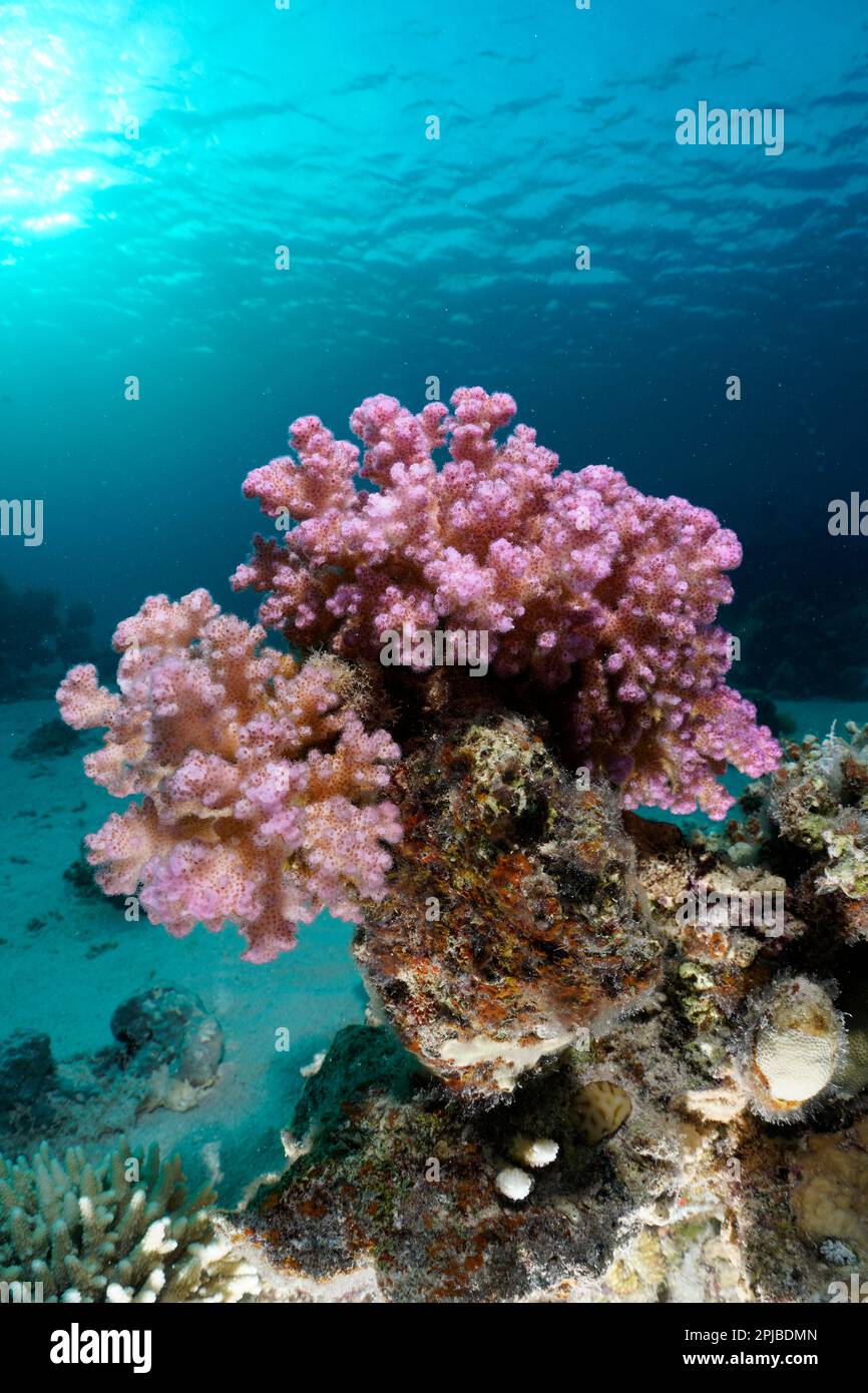 Raspberry coral (Pocillopora damicornis) in the backlight. Dive site ...