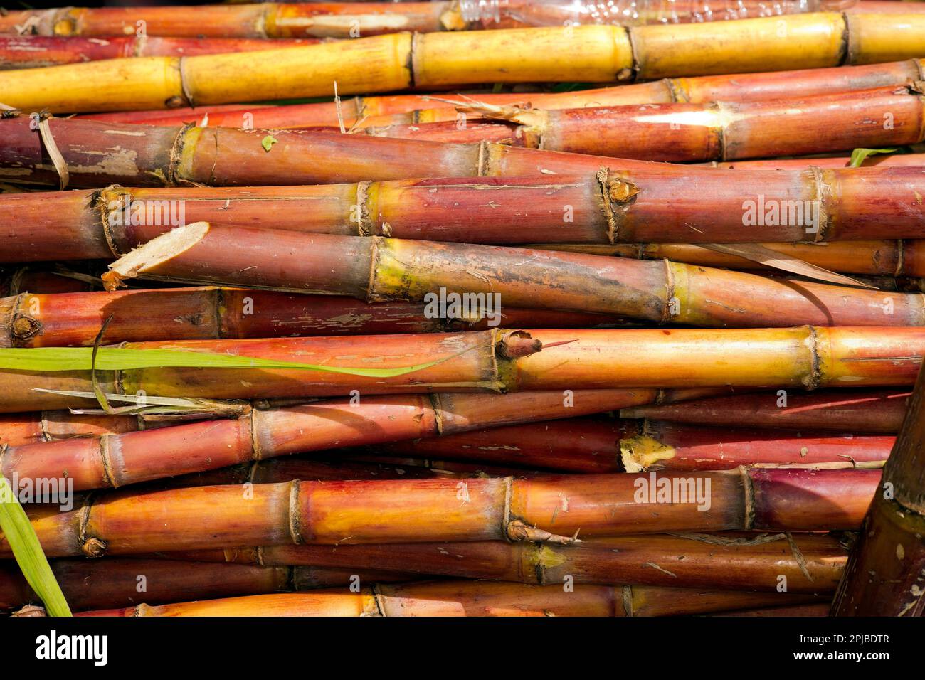 Ripe sugar cane (Saccharum officinarum), Mauritius Stock Photo - Alamy