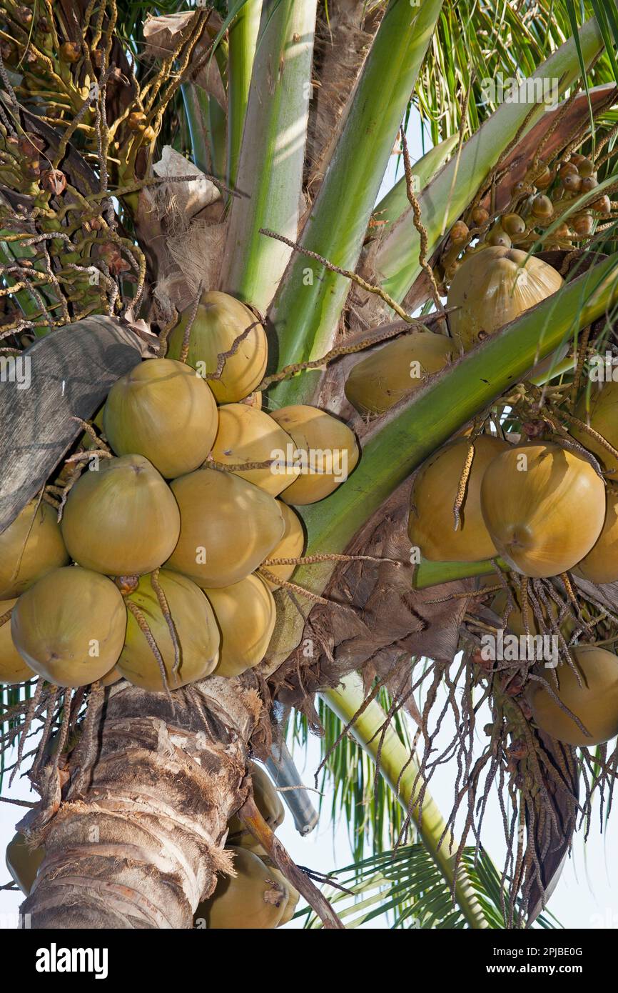 Coconut tree on the beach of Rangbeach, Danang Stock Photo - Alamy