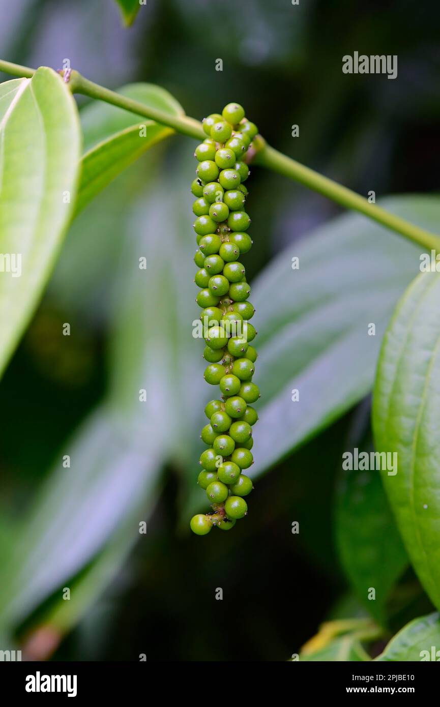 Unripe panicle of the Black pepper (Piper nigrum) pepper bush, Mahe ...