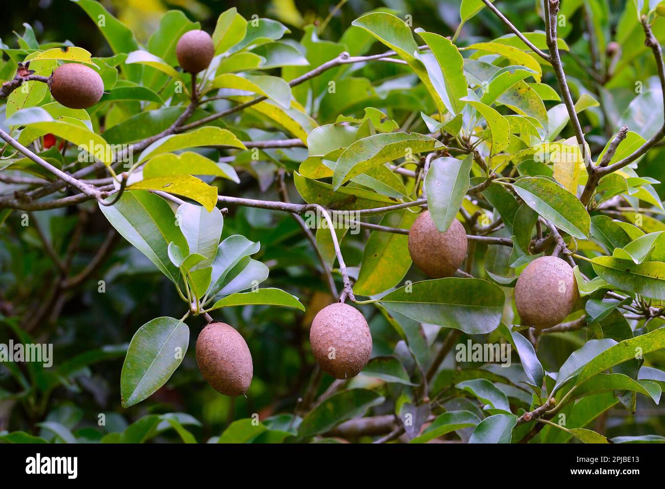 Fruit of the mush apple tree (Manilkara zapota), Mahe Island ...