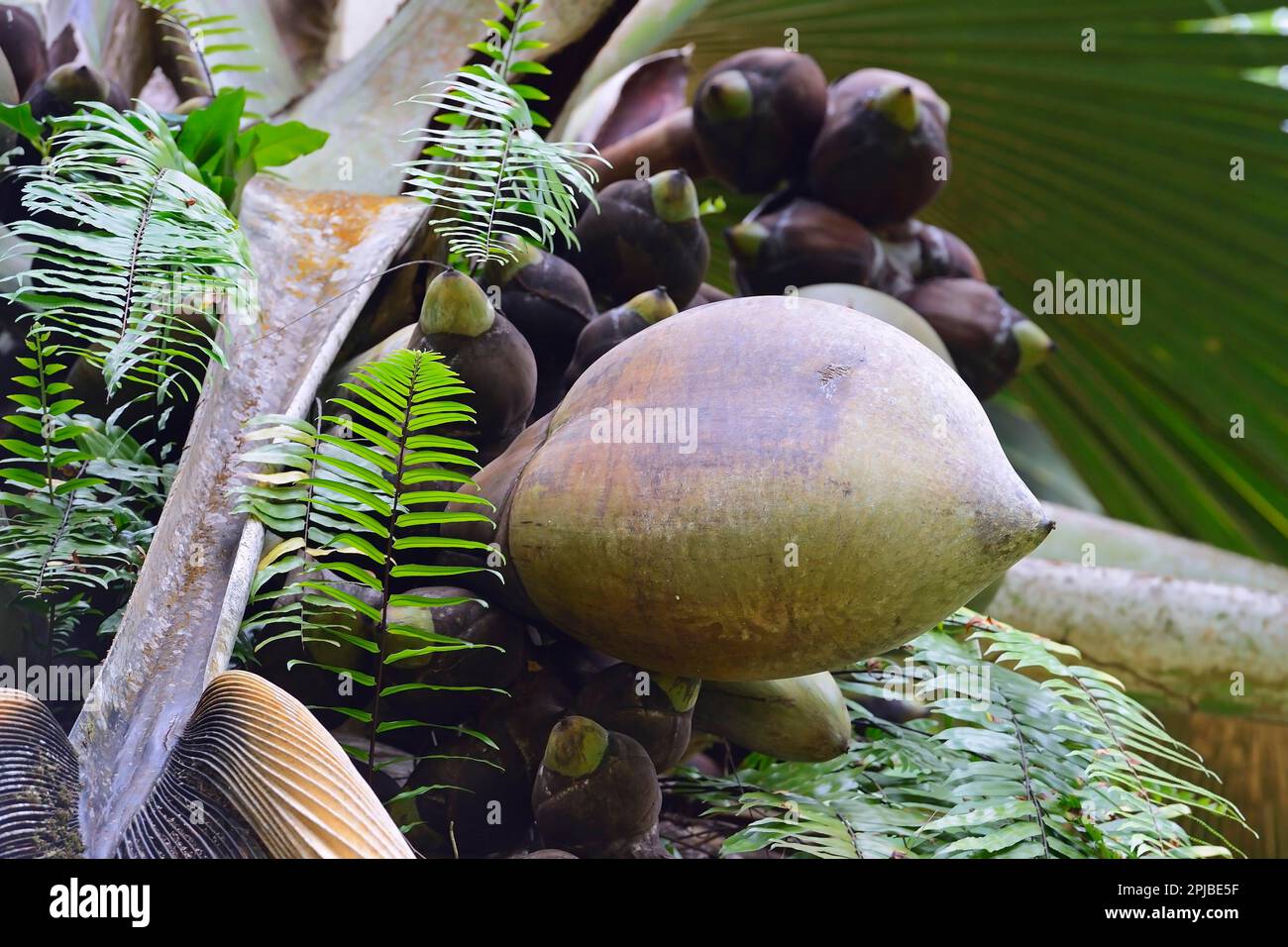 Coco de Mer (Lodoicea maldivica), fruit of the Seychelles palm, Mahe ...