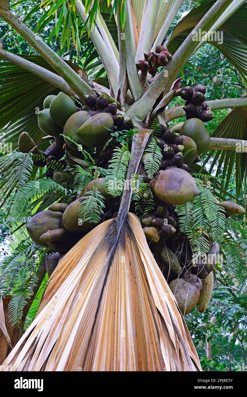Coco de Mer (Lodoicea maldivica), fruit of the Seychelles palm, Mahe ...