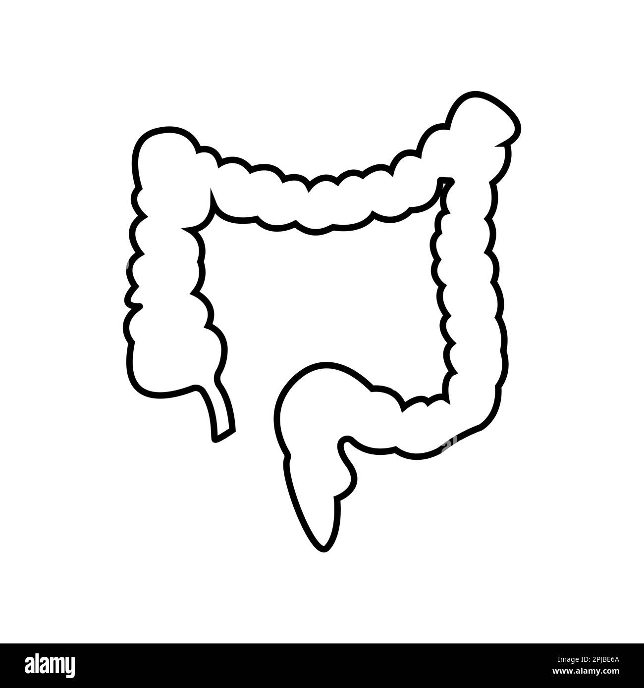 Healthy large intestine Cut Out Stock Images & Pictures - Alamy