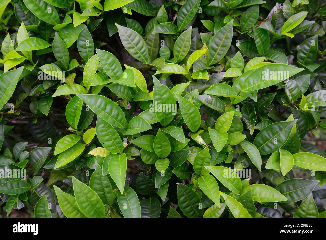 Tea plantation on the island of Mahe, Seychelles Stock Photo - Alamy