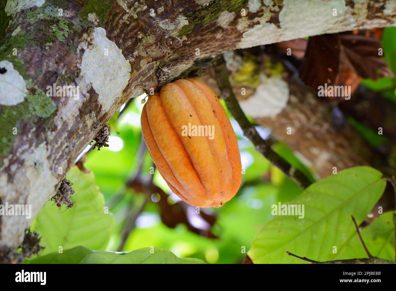 Cocoa fruit on a tree, Cocoa tree (Theobroma cacao), Mahe Island ...