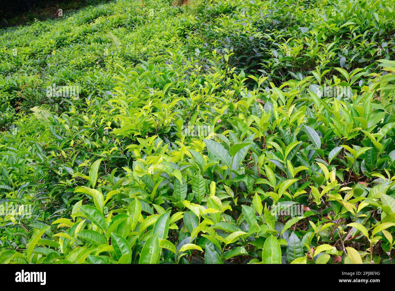 Tea plantation on the island of Mahe, Seychelles Stock Photo - Alamy
