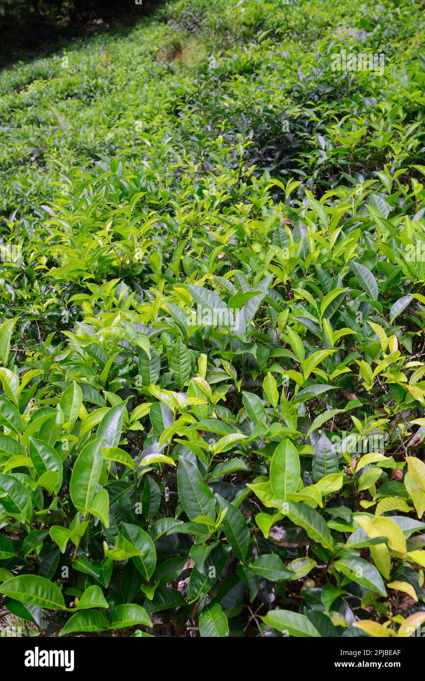 Tea plantation on the island of Mahe, Seychelles Stock Photo - Alamy