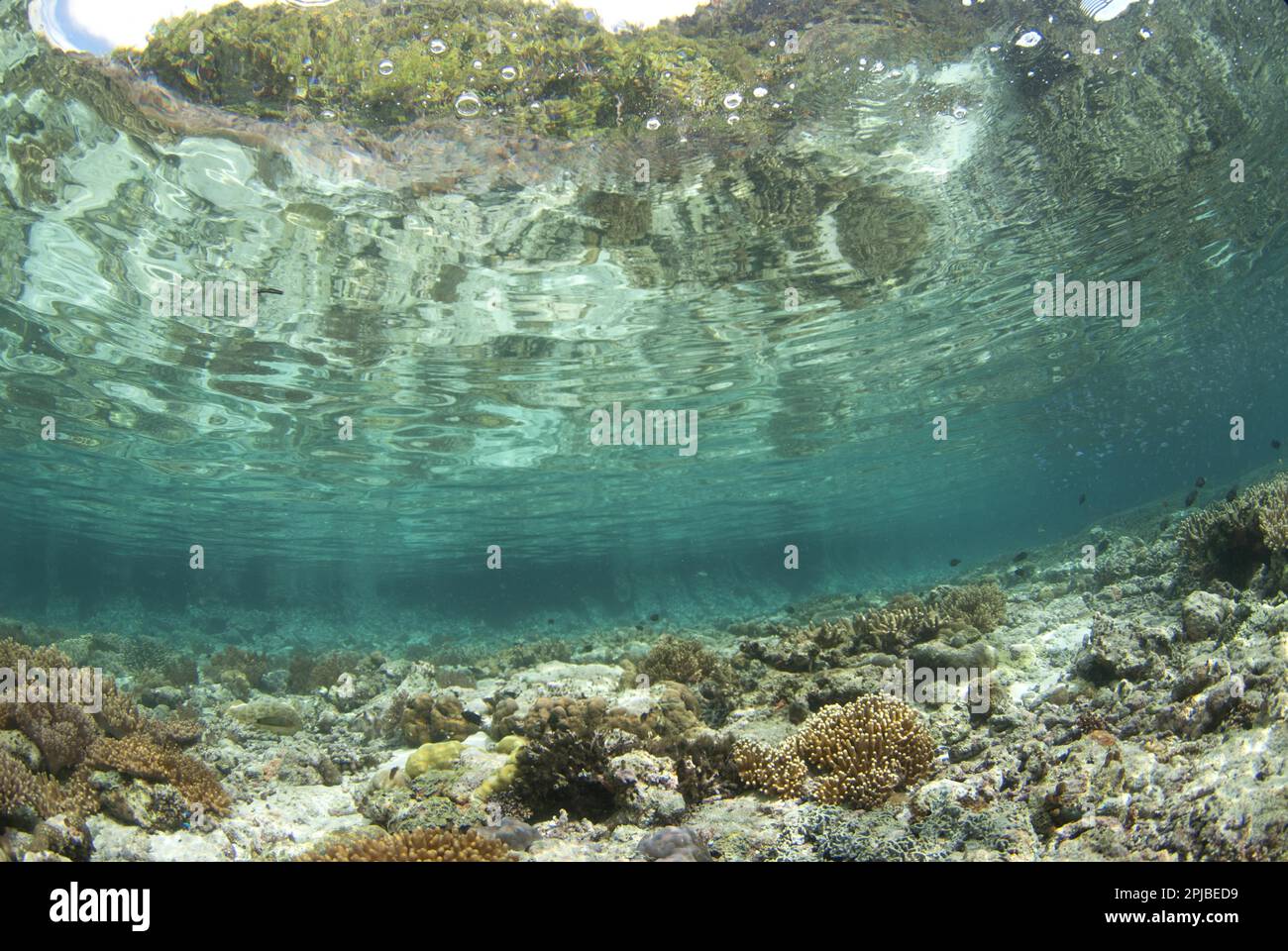 View of shallow water coral reef habitat, Potato Point, Fiabacet Island ...