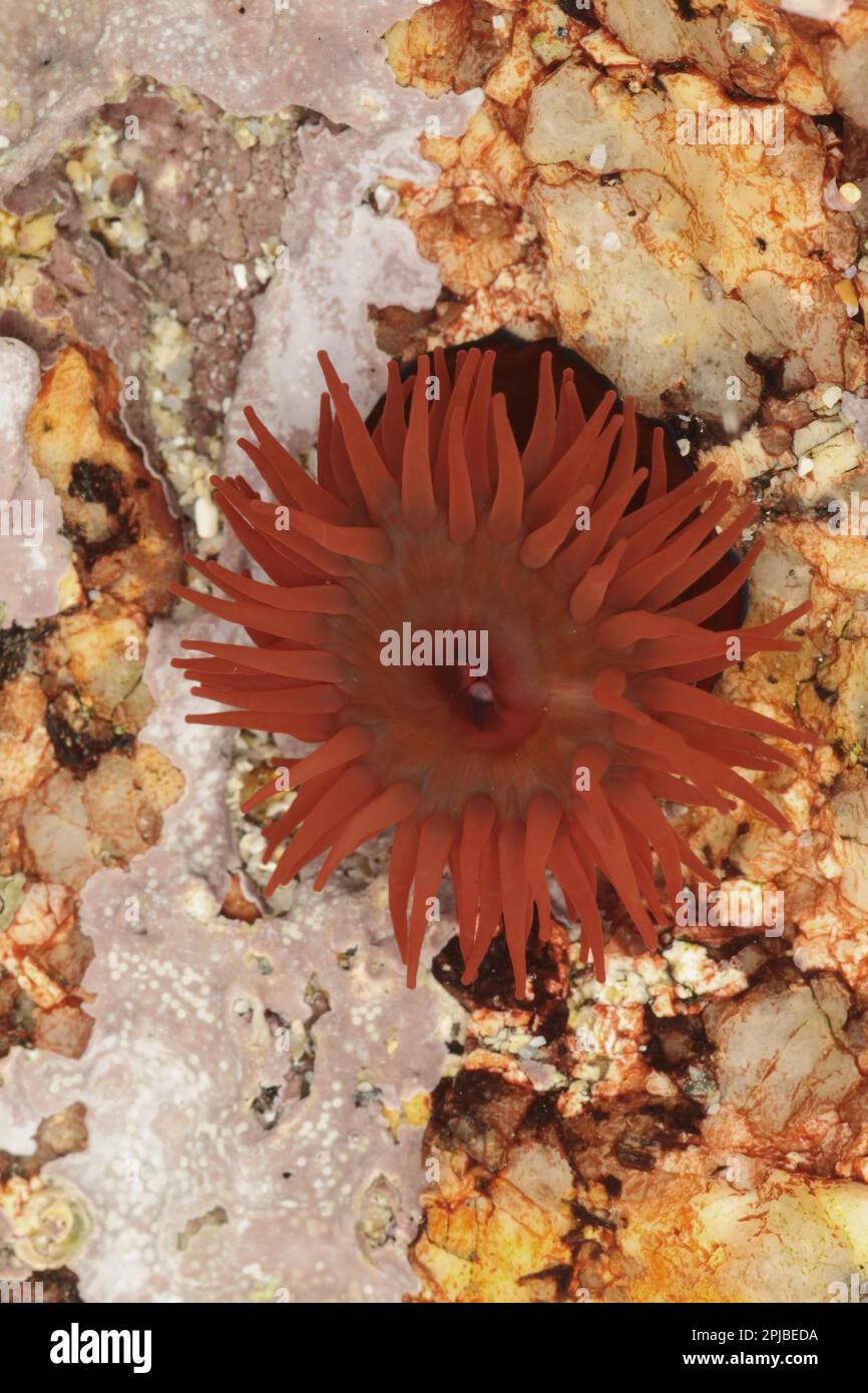 Beadlet anemones (Actinia equina), Purple Rose, Sea Anemone, Sea ...