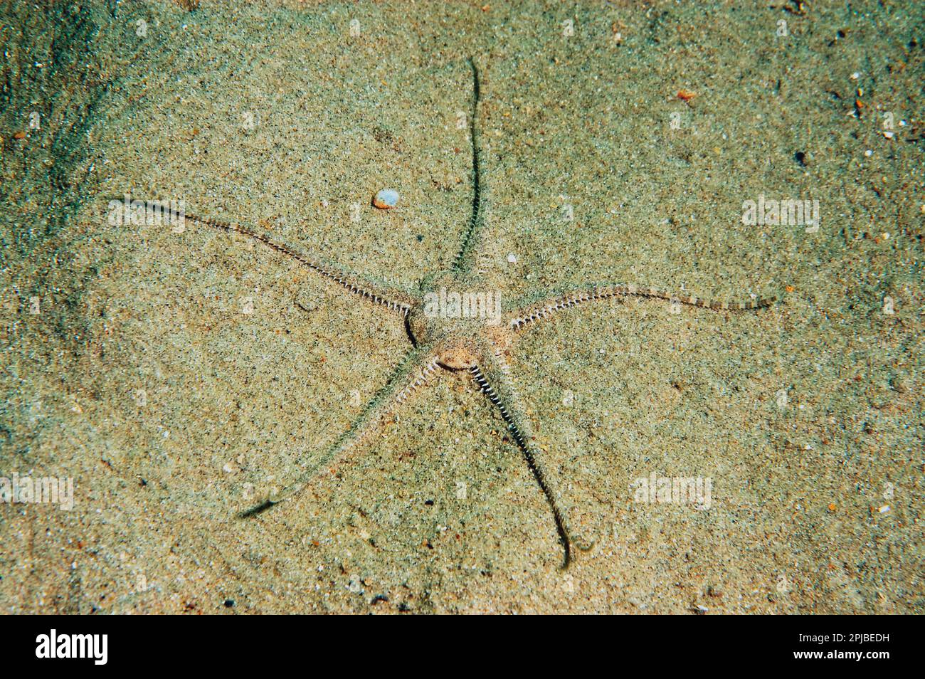 Phylum Echinodermata Ophiura