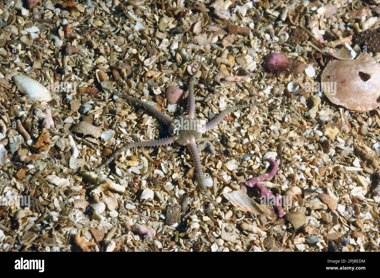 Phylum Echinodermata Ophiura