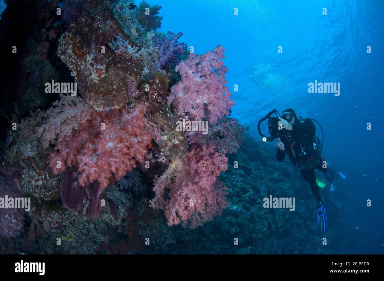 Red soft glomerated tree coral (Dendronephthya spec.) on reef, diver ...