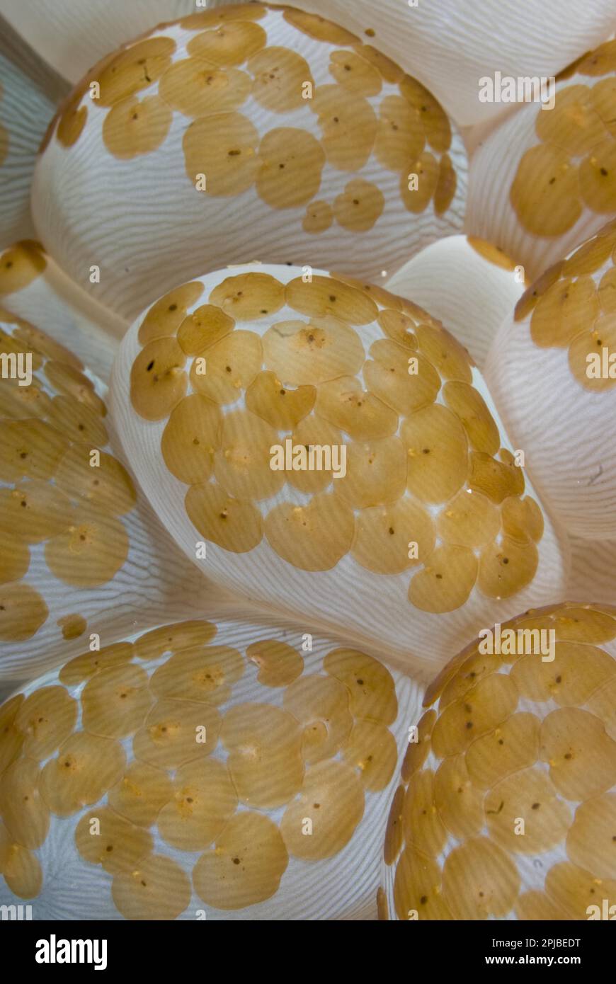 Coral strudel worm hi-res stock photography and images - Alamy