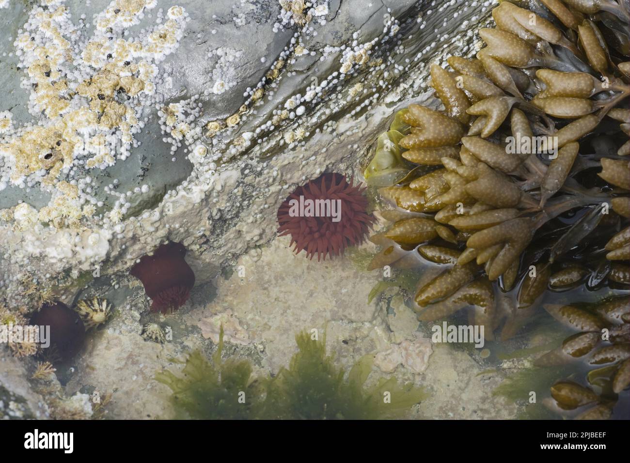 Rose sea anemone hi-res stock photography and images - Alamy