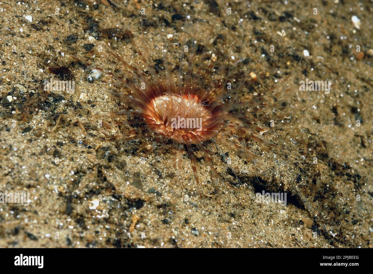 Lesser cylinder anemones (Cerianthus lloydii), Sea anemone, Sea ...