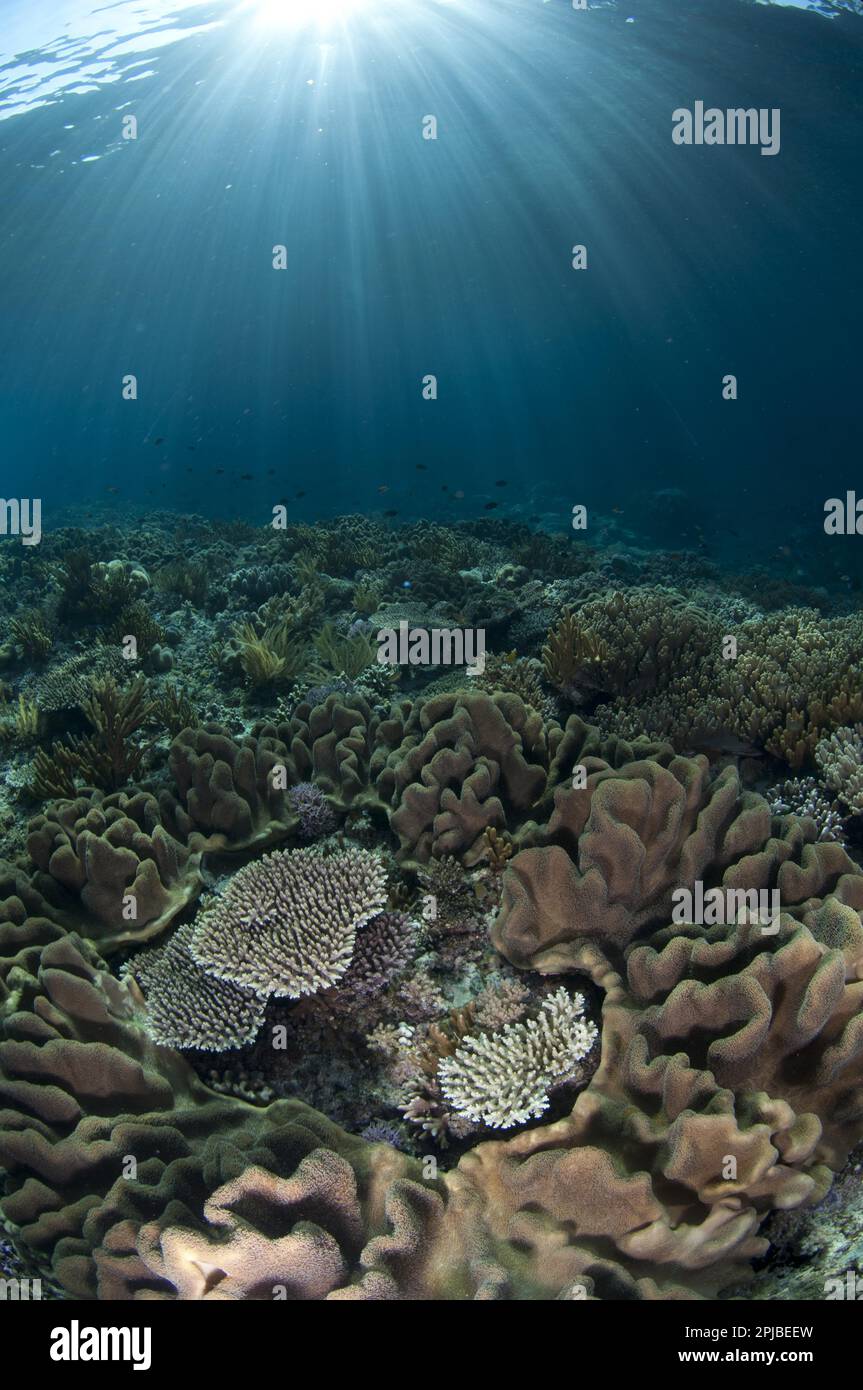 Coral reef habitat with sunrays, Wetar Island, Barat Daya Islands ...