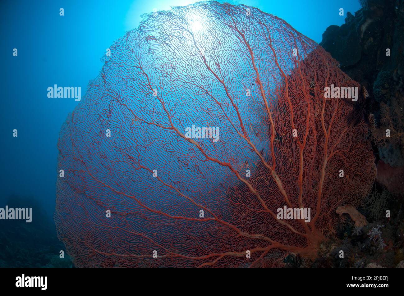 Red gorgonian fan coral (Subergorgia mollis) on reef, Komba Island ...