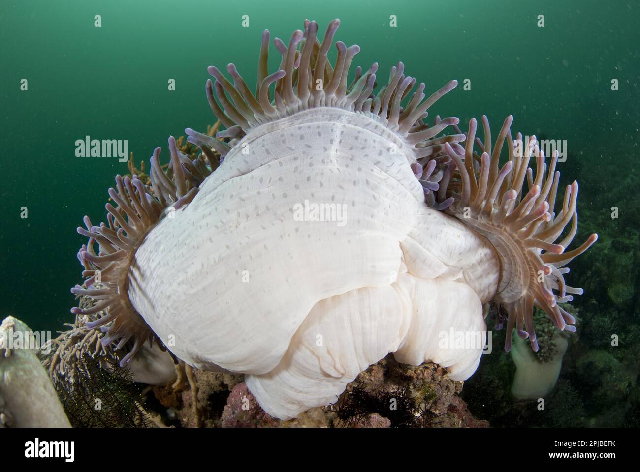 Magnificent magnificent sea anemone (Heteractis magnifica) adult, with ...