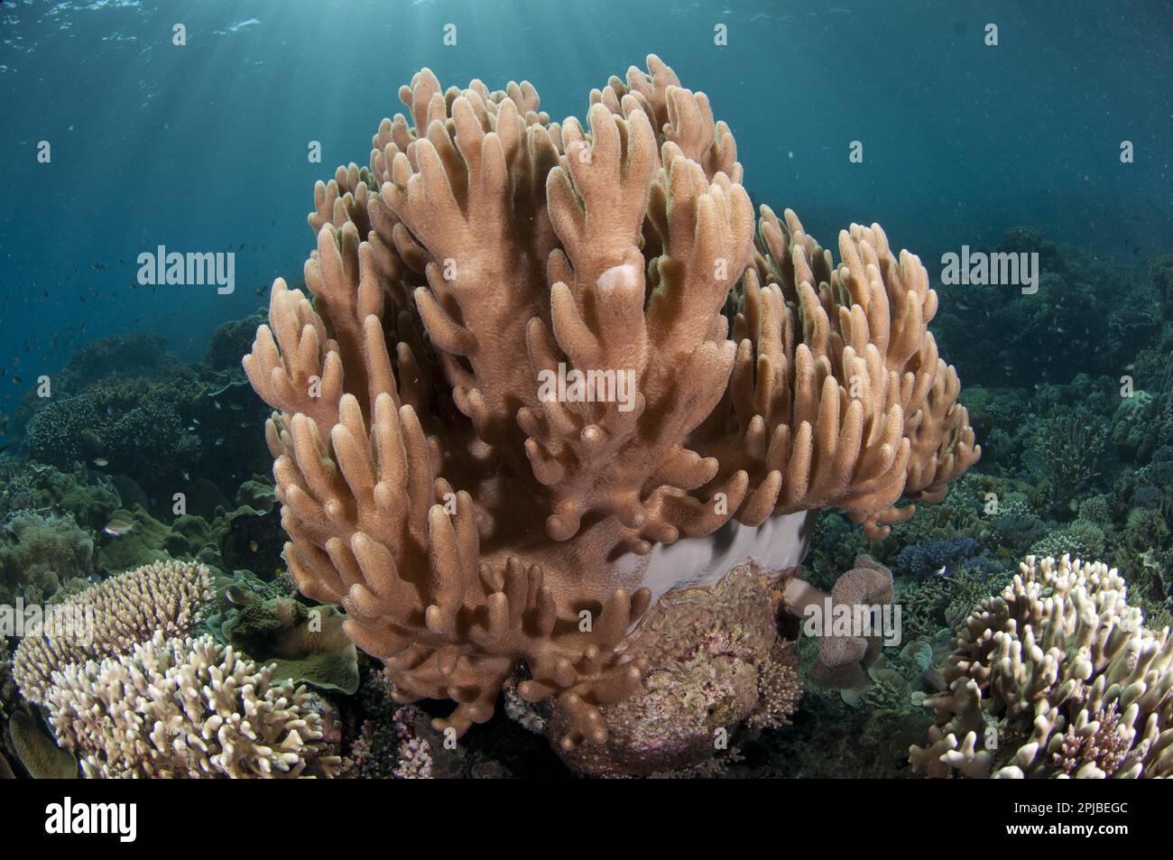 Devils hand coral hi-res stock photography and images - Alamy