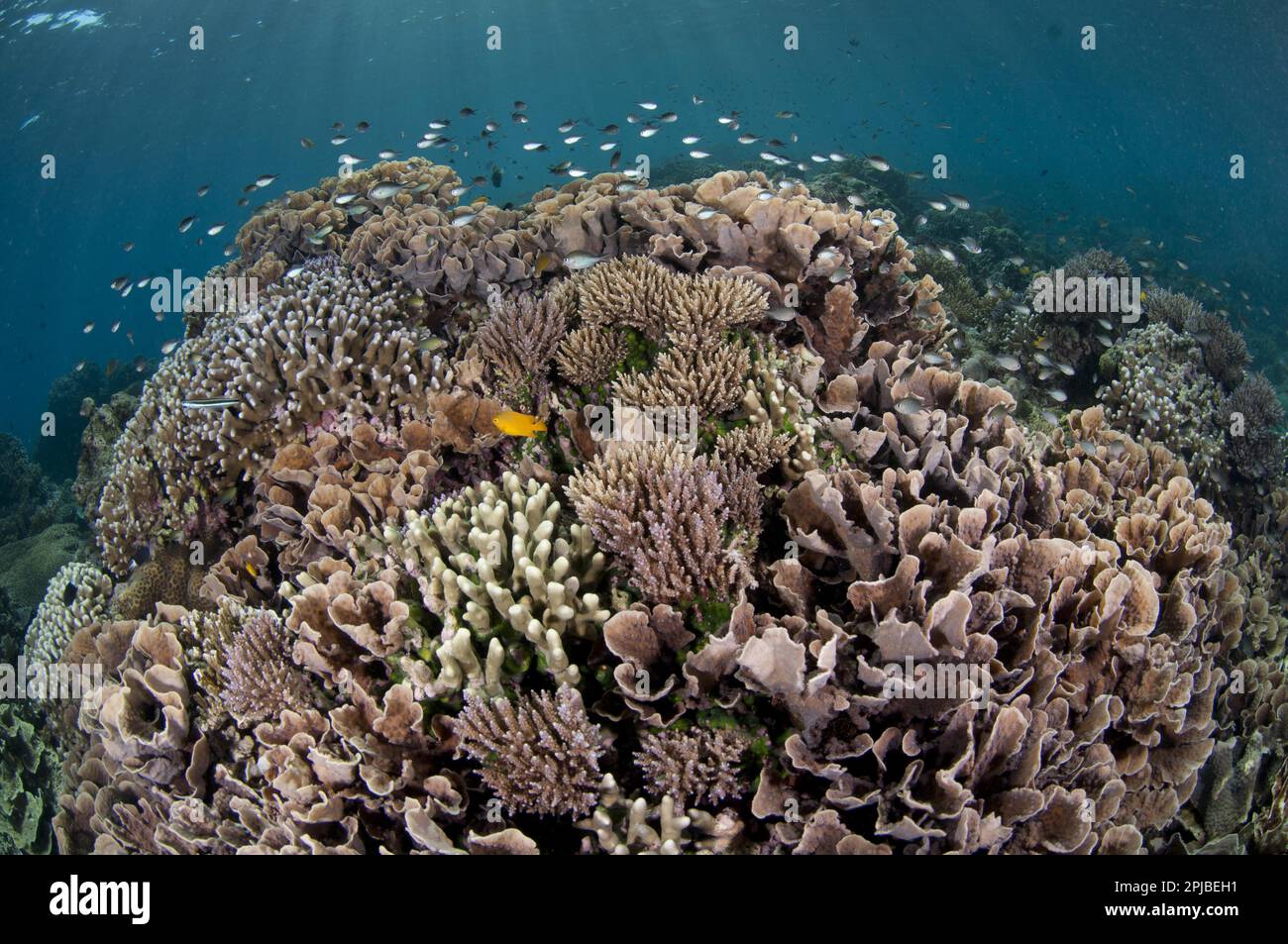 Coral reef habitat with various fish species, Tutuntute, Wetar Island ...