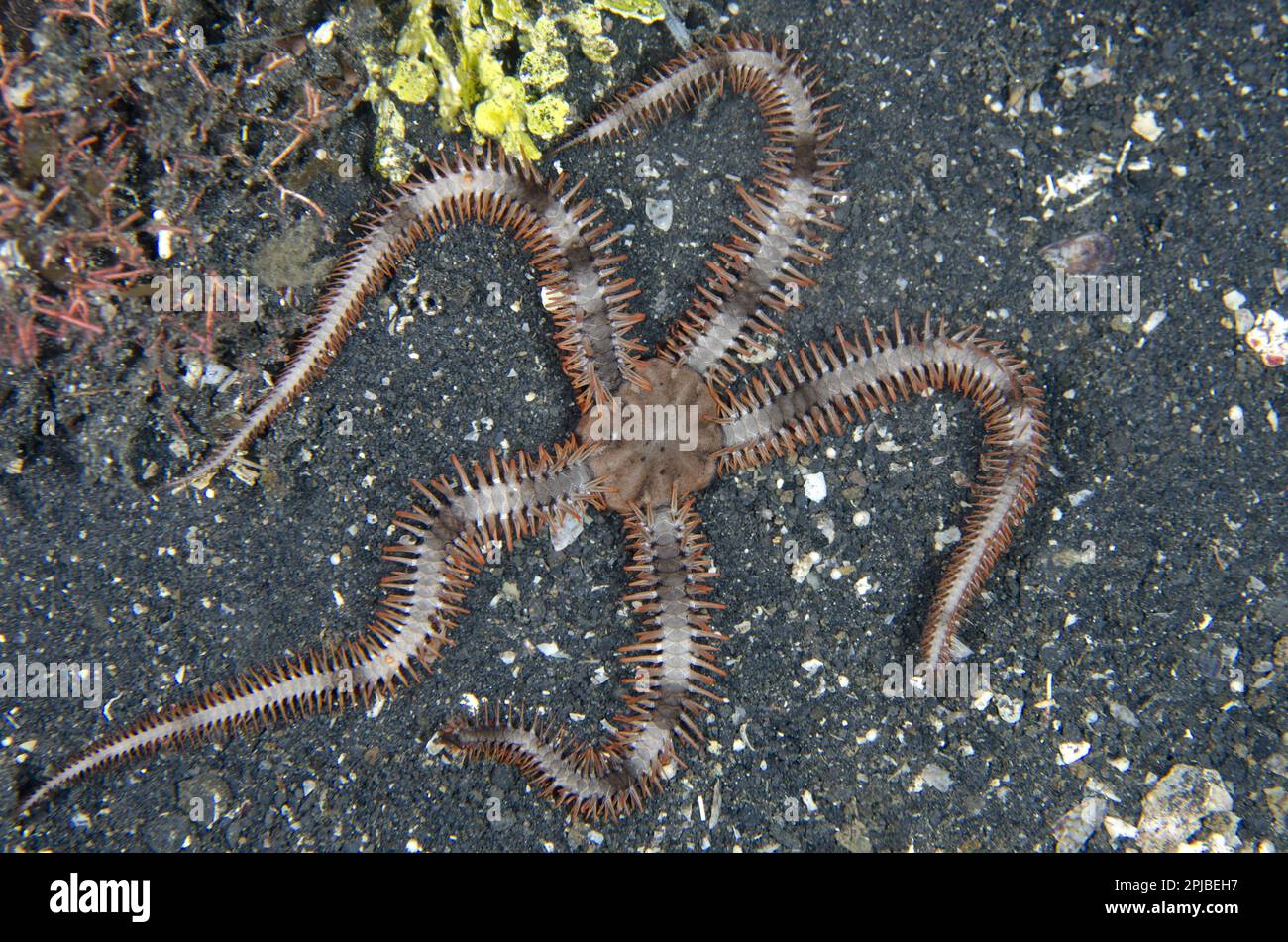 Ophiocoma erinaceus hi-res stock photography and images - Alamy