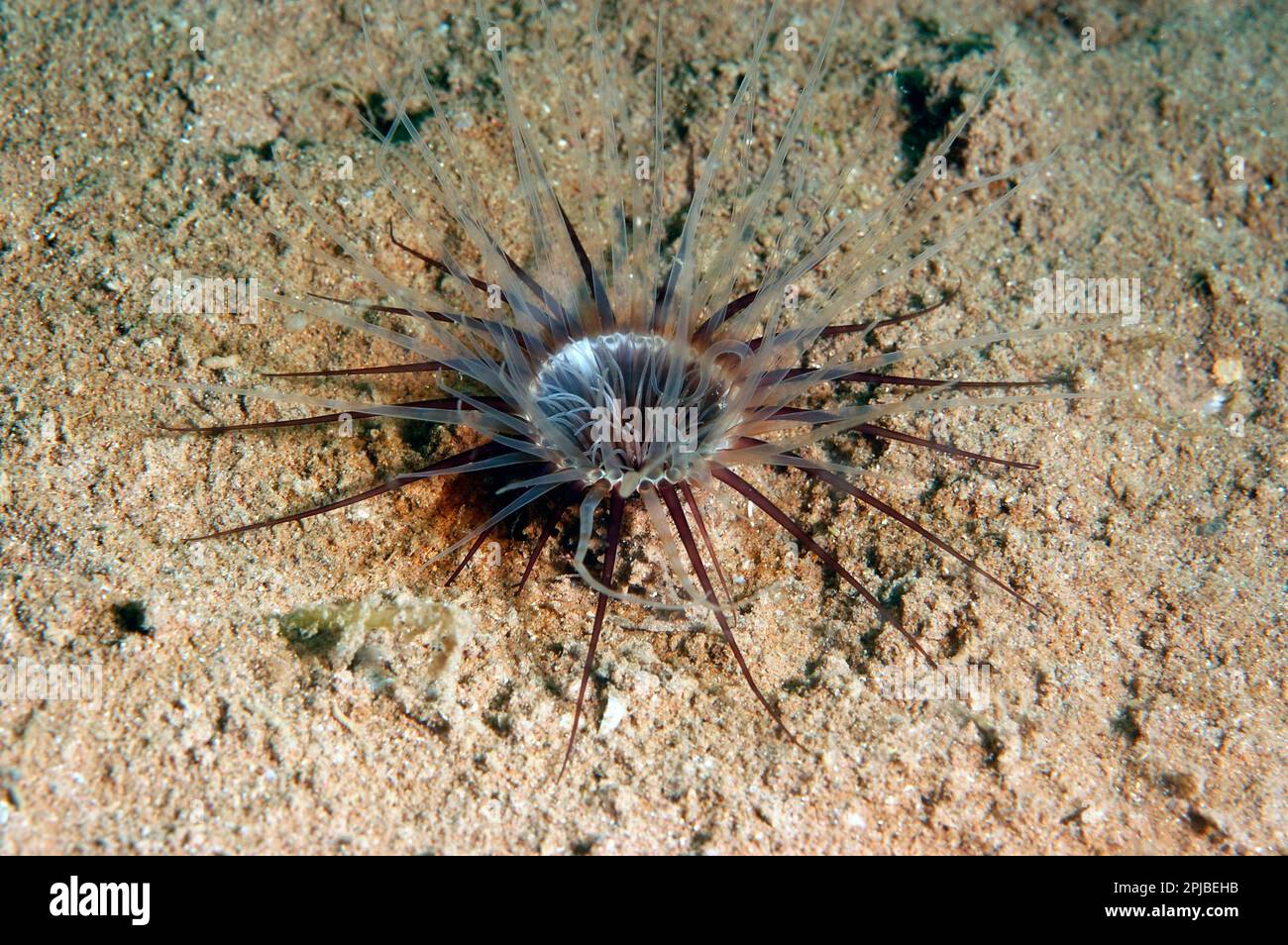 Lesser cylinder anemones (Cerianthus lloydii), Sea anemone, Sea ...
