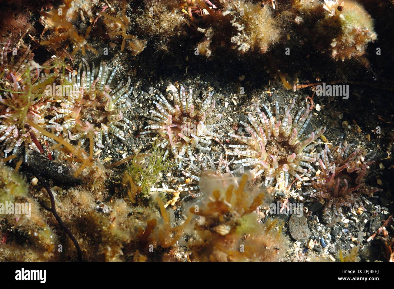 Gem anemone (Bunodactis verrucosa) adults, group underwater on the ...