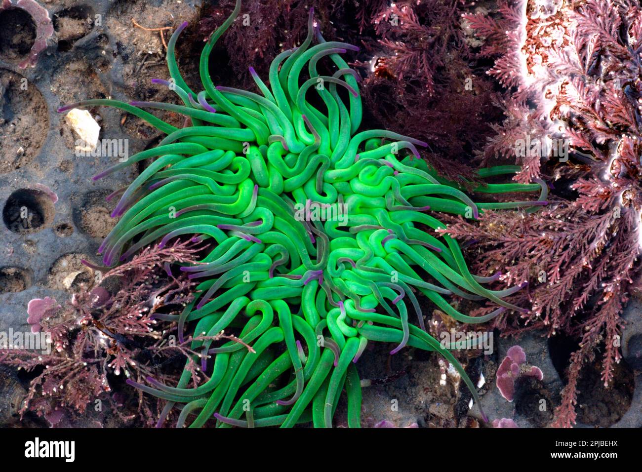 Opelet anemone, Wax roses, Sea anemone, Sea anemones, Other animals ...