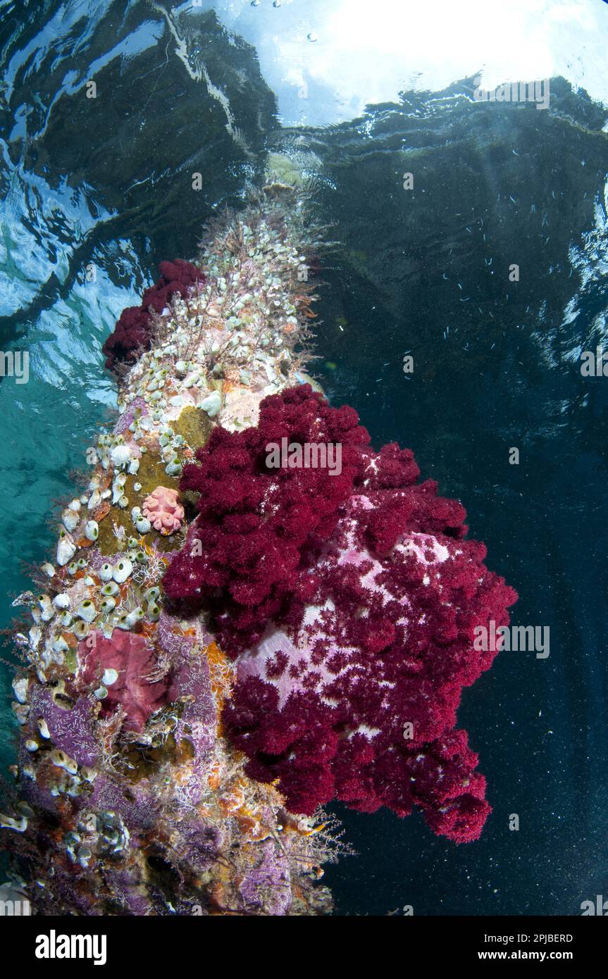 Coral growing on jetty stantion, Arborek Jetty, Dampier Straits, Raja ...