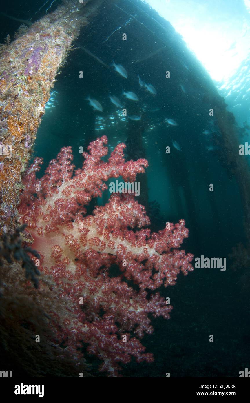 Soft glomerated tree coral (Dendronephthya spec.), growing on jetty ...