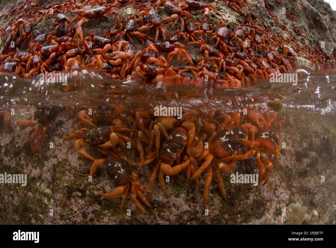 Christmas island red crab (Gecarcoidea natalis), Christmas Island Crab ...