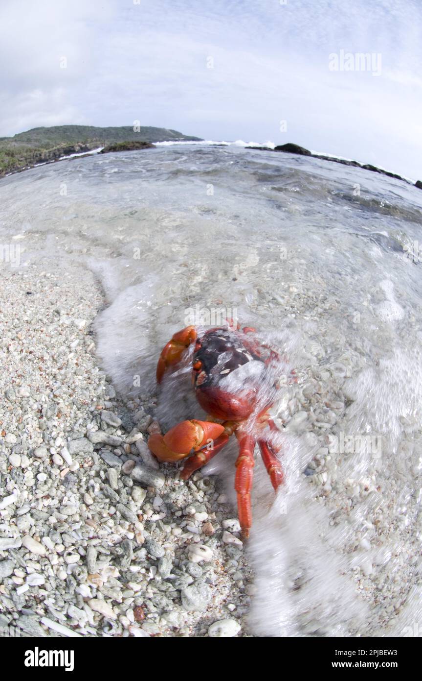 Christmas island red crab (Gecarcoidea natalis), Christmas Island Crab ...