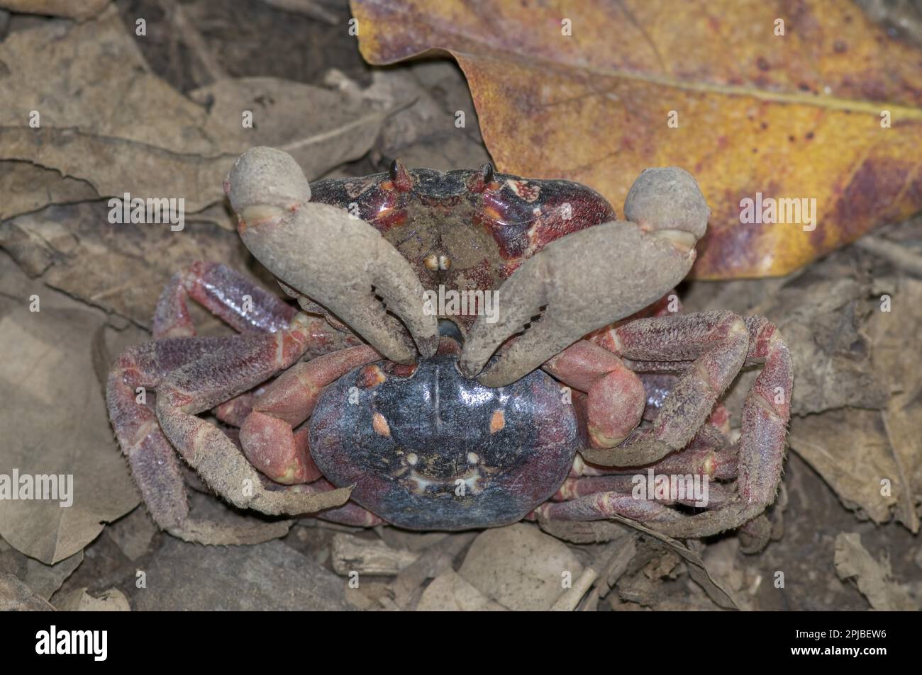 Christmas island red crab (Gecarcoidea natalis), Christmas Island Crab ...
