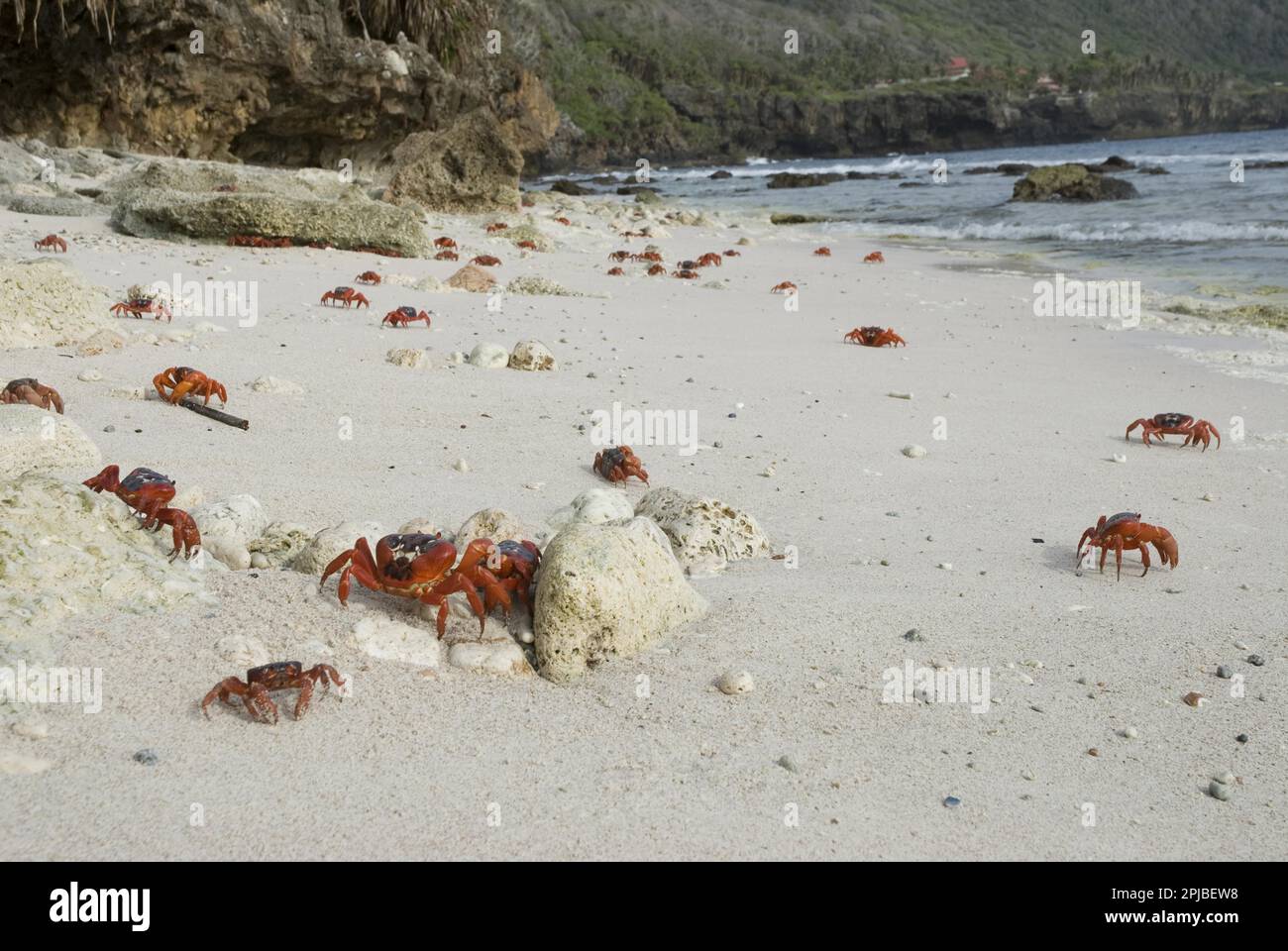 Christmas island red crab (Gecarcoidea natalis), Christmas Island Crab ...