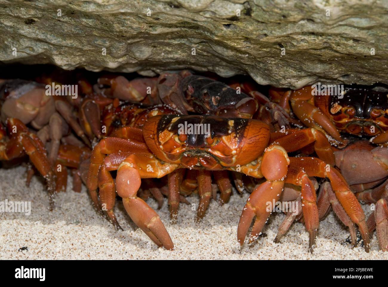 Christmas island red crab (Gecarcoidea natalis), Christmas Island Crab ...