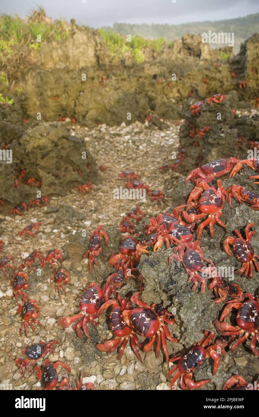 Christmas island red crab (Gecarcoidea natalis), Christmas Island Crab ...