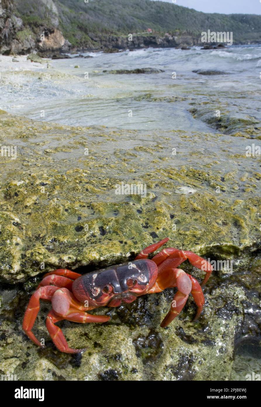 Christmas island red crab (Gecarcoidea natalis), Christmas Island Crab ...