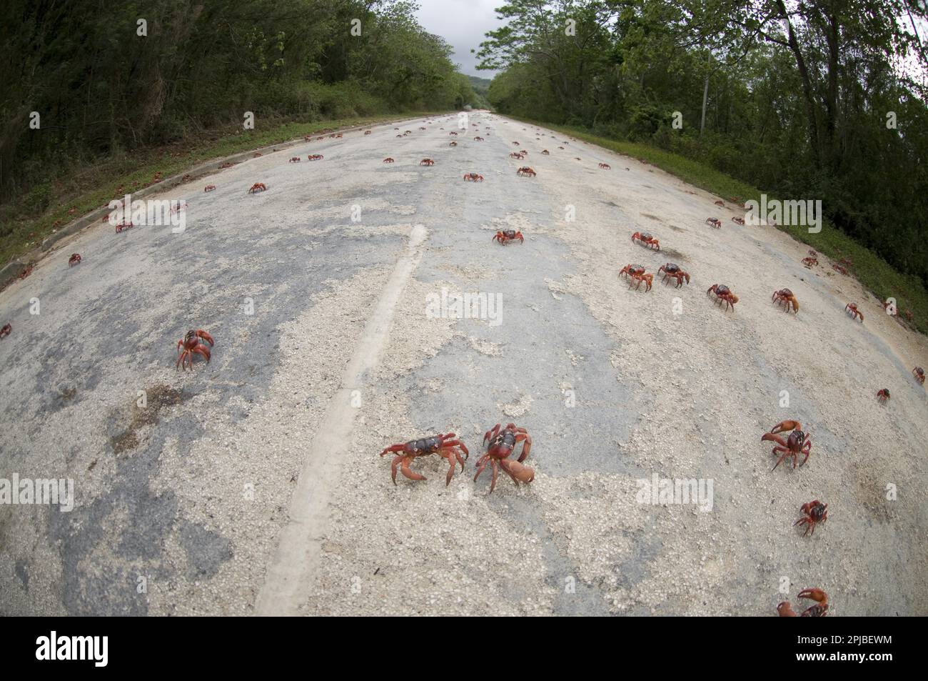 Christmas island red crab (Gecarcoidea natalis), Christmas Island Crab ...