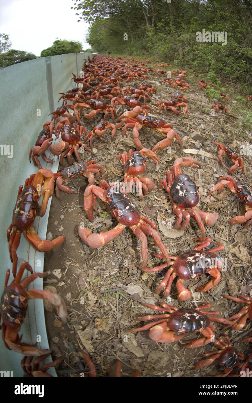 Christmas island red crab (Gecarcoidea natalis), Christmas Island Crab ...
