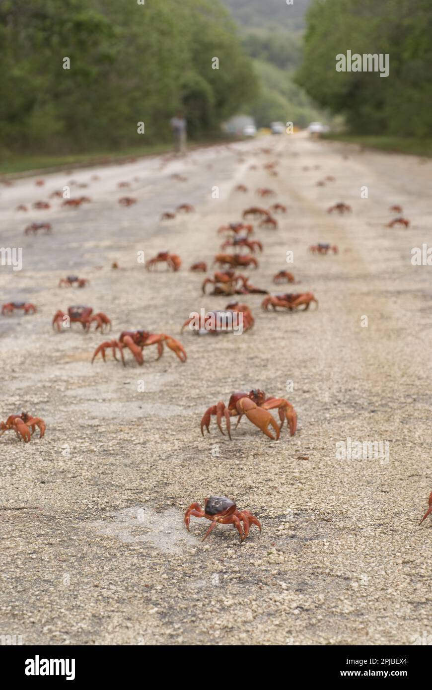 Christmas island red crab (Gecarcoidea natalis), Christmas Island Crab ...