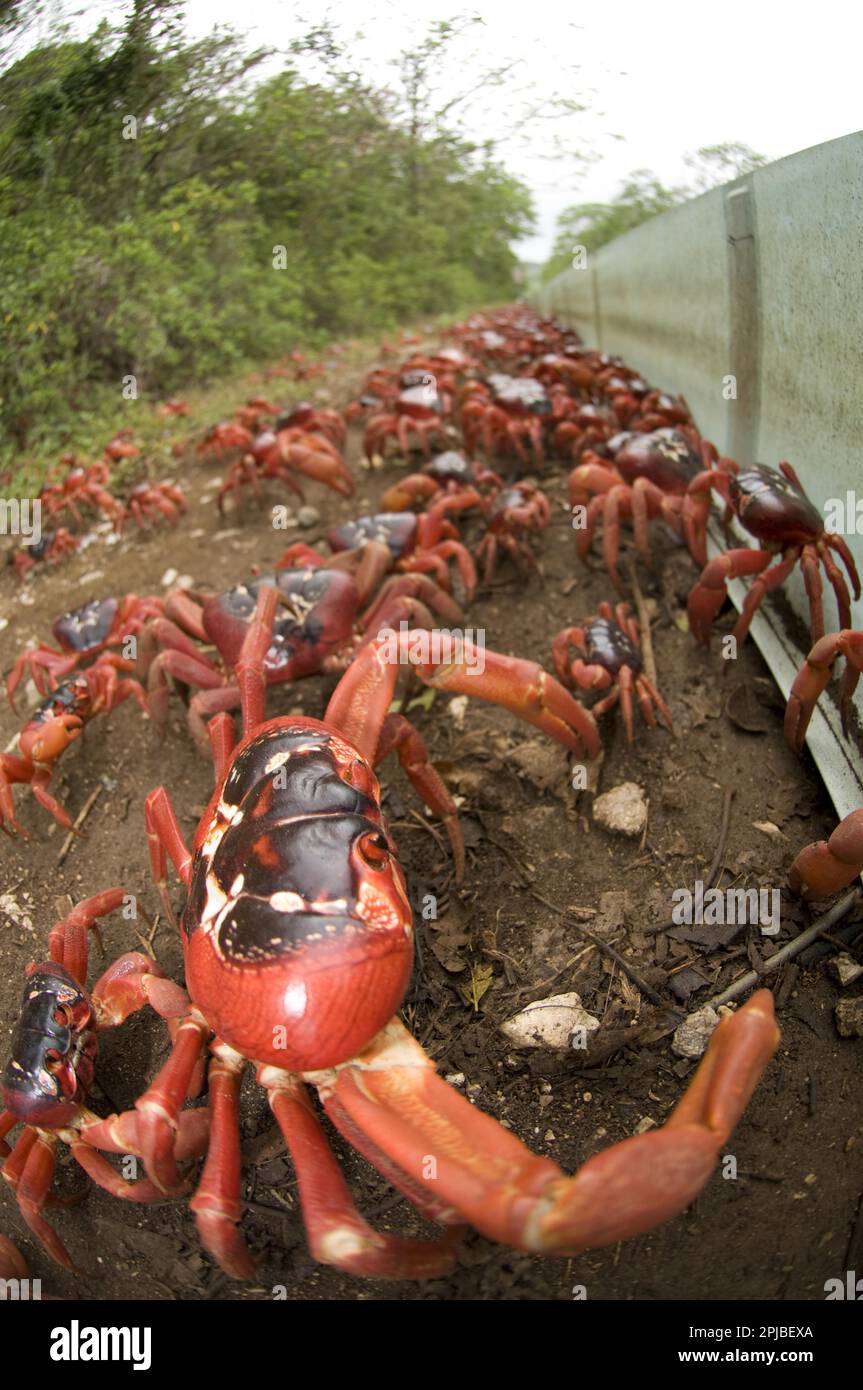Christmas island red crab (Gecarcoidea natalis), Christmas Island Crab ...